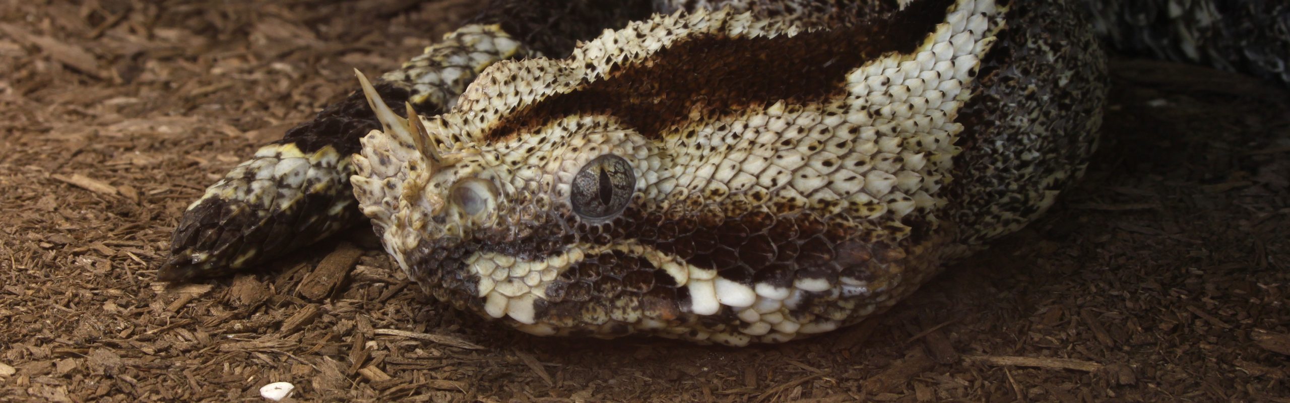 Butterfly Viper (Bitis nasicornis) – FaunaFocus