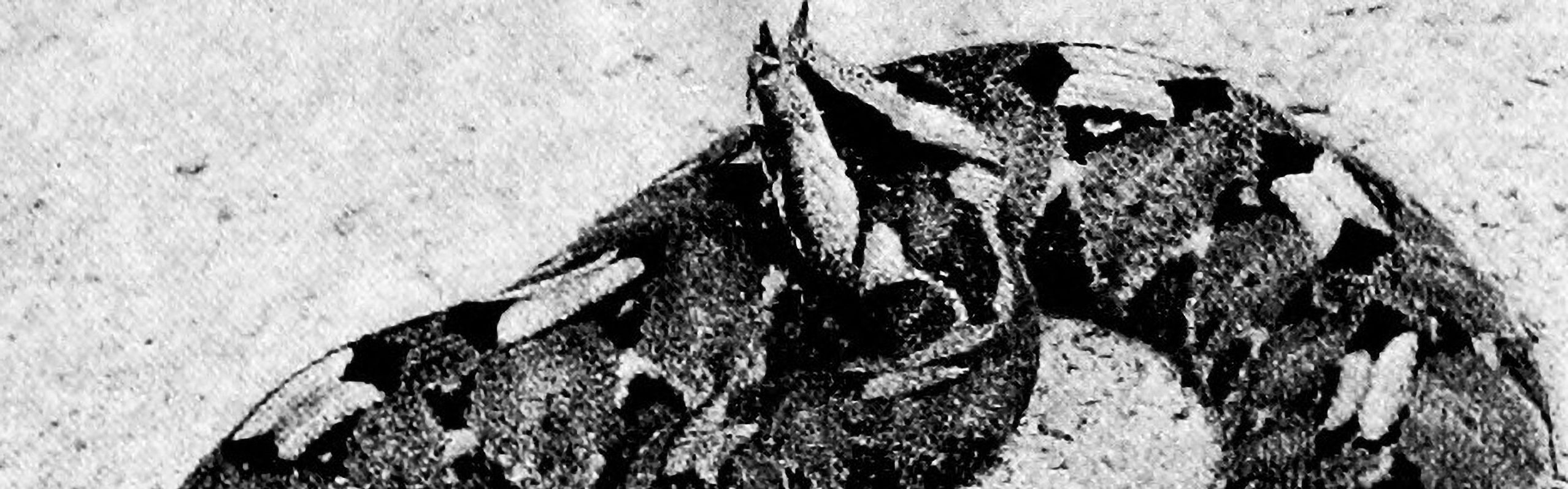 Butterfly Viper (Bitis nasicornis) – FaunaFocus