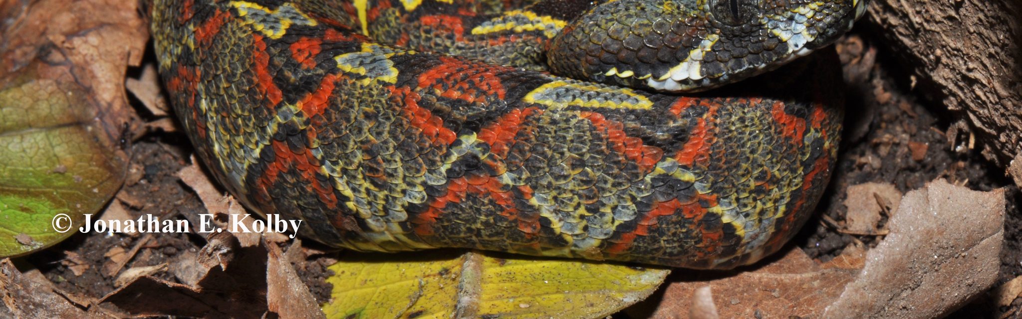 Butterfly Viper (Bitis nasicornis) – FaunaFocus