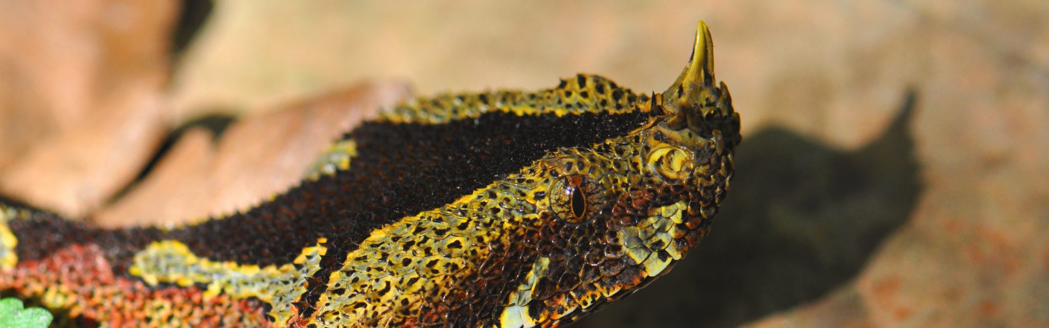 Butterfly Viper (Bitis nasicornis) – FaunaFocus