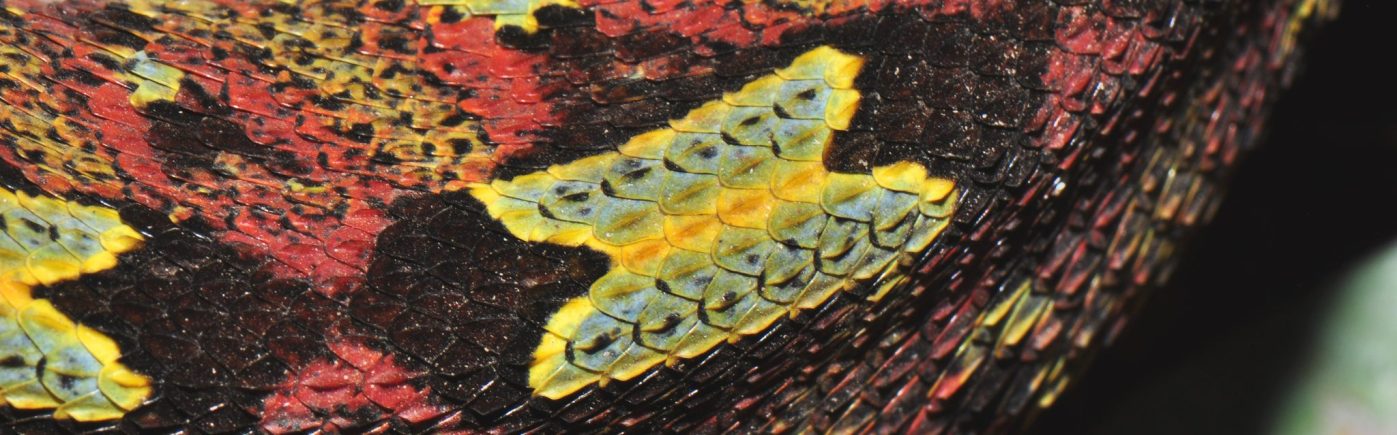 Butterfly Viper (Bitis nasicornis) – FaunaFocus
