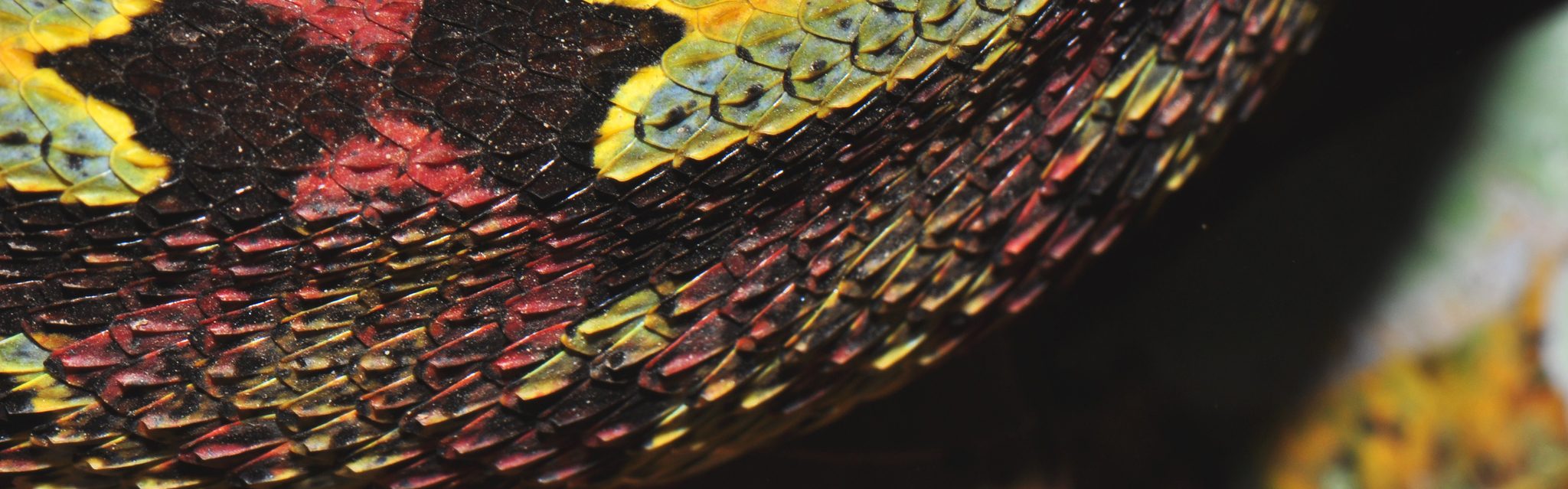 Butterfly Viper (Bitis nasicornis) – FaunaFocus