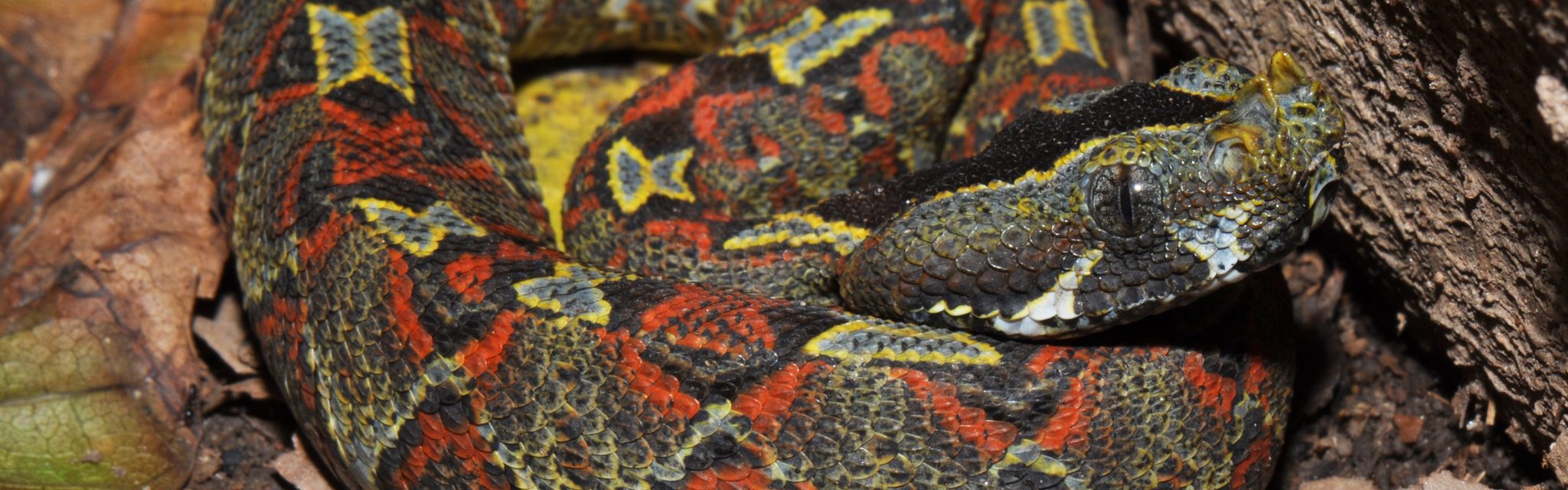 Butterfly Viper (Bitis nasicornis) – FaunaFocus