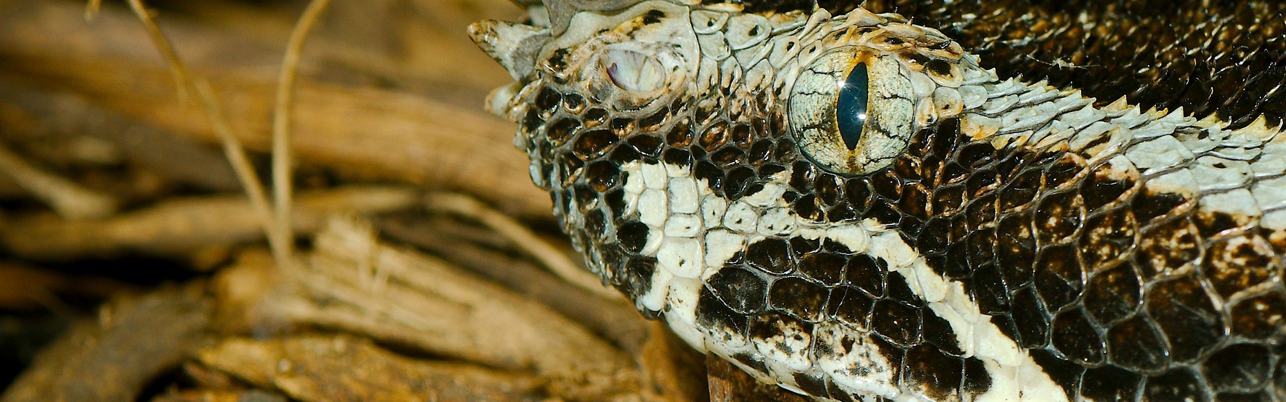 Butterfly Viper (Bitis nasicornis) – FaunaFocus