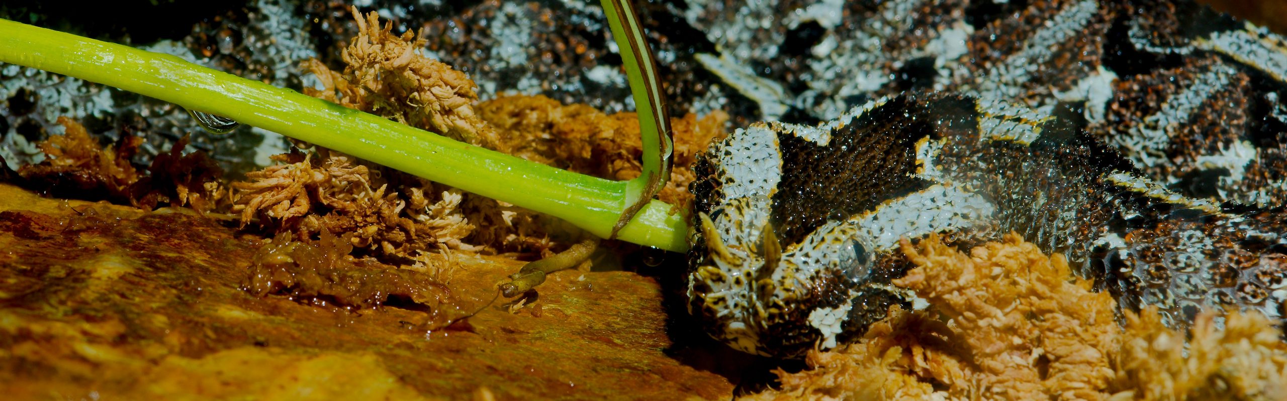 Butterfly Viper (Bitis nasicornis) – FaunaFocus