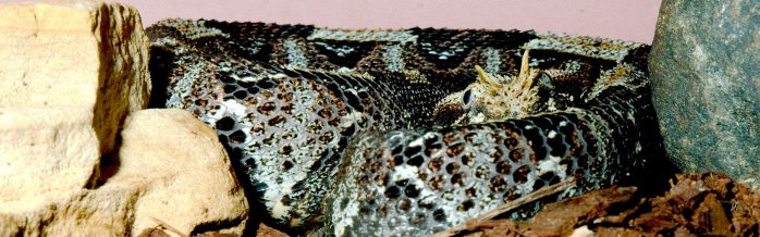 Butterfly Viper (Bitis nasicornis) – FaunaFocus