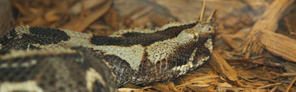 Butterfly Viper – FaunaFocus