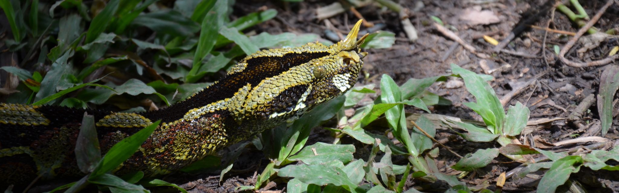 Butterfly Viper (Bitis nasicornis) – FaunaFocus