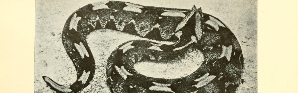 Butterfly Viper (Bitis nasicornis) – FaunaFocus