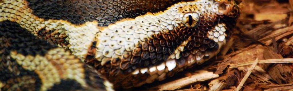 Butterfly Viper (Bitis nasicornis) – FaunaFocus