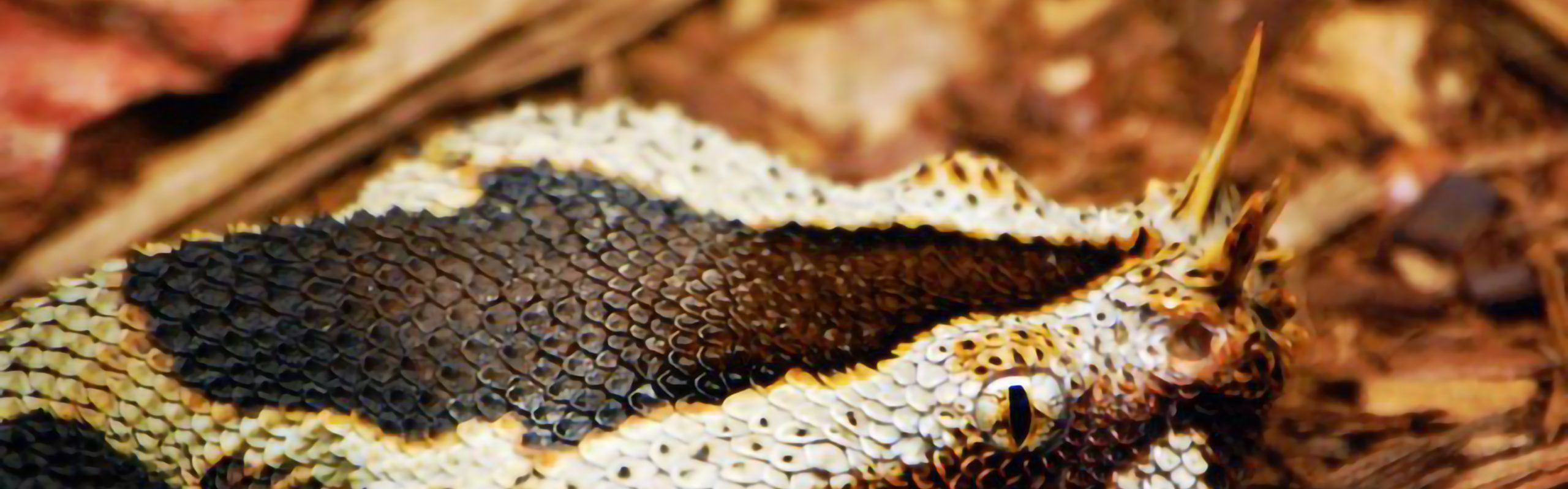 Butterfly Viper (Bitis nasicornis) – FaunaFocus
