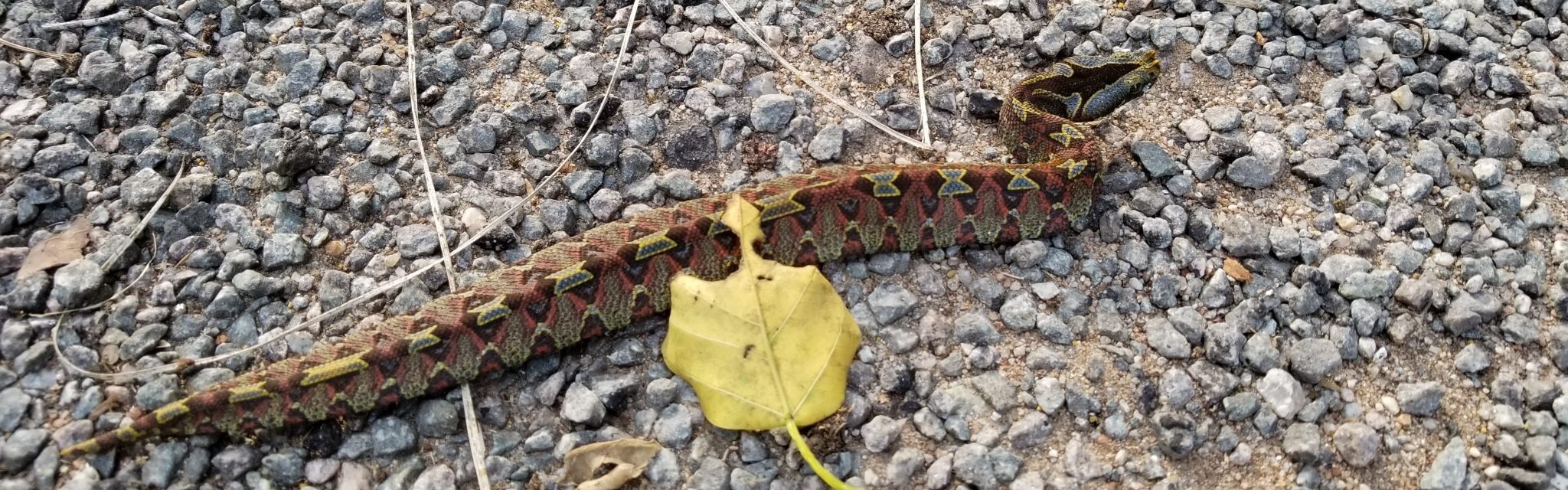 Butterfly Viper (Bitis nasicornis) – FaunaFocus