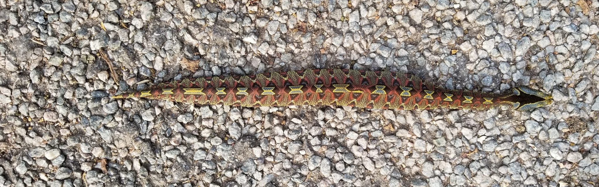 Butterfly Viper (Bitis nasicornis) – FaunaFocus