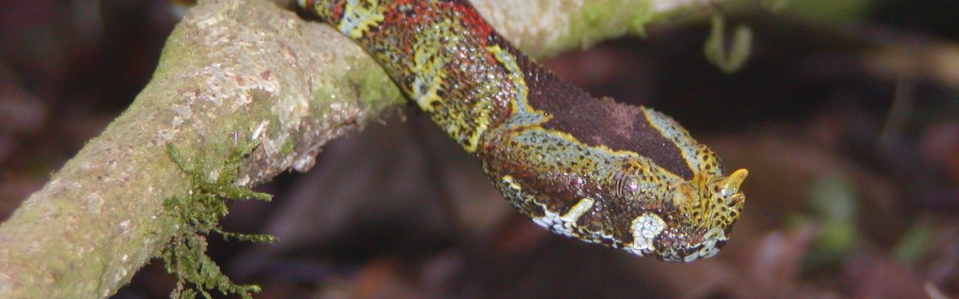 Butterfly Viper (Bitis nasicornis) – FaunaFocus