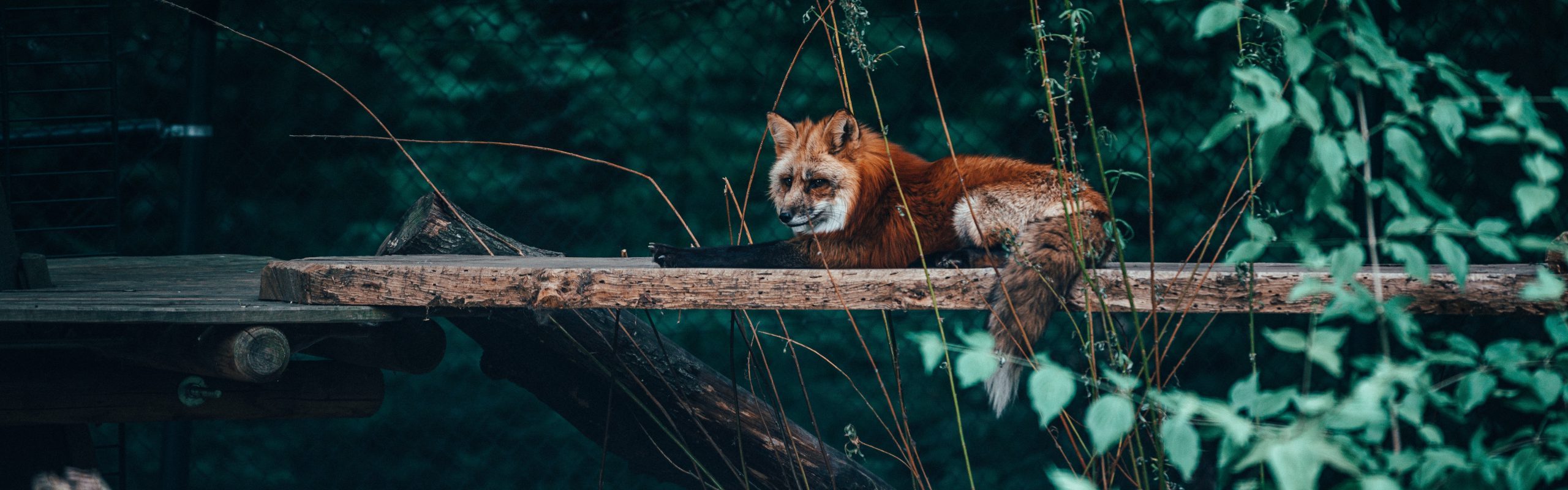 Red Fox (Vulpes vulpes) – FaunaFocus