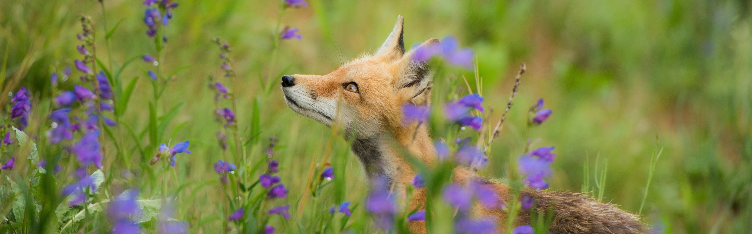 Red Fox (Vulpes vulpes) – FaunaFocus