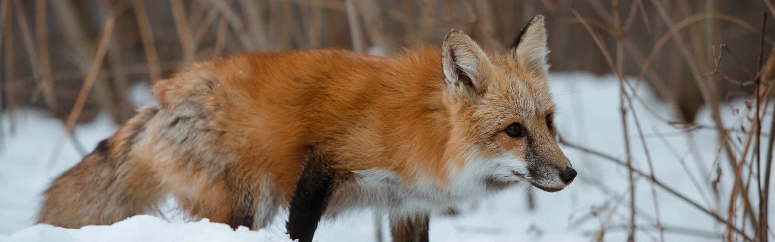 Red Fox (Vulpes vulpes) – FaunaFocus