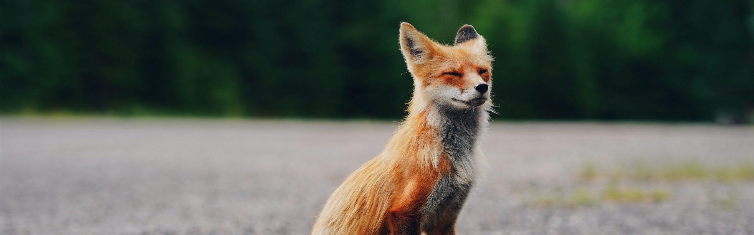 Red Fox (Vulpes vulpes) – FaunaFocus
