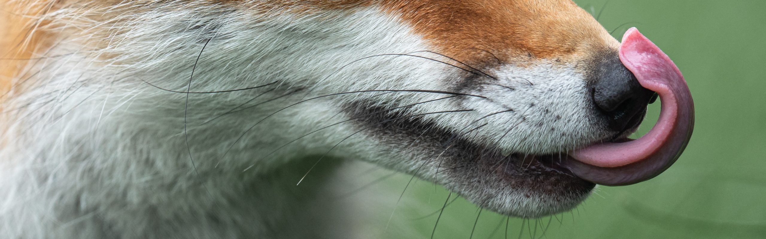 Red Fox (Vulpes vulpes) – FaunaFocus