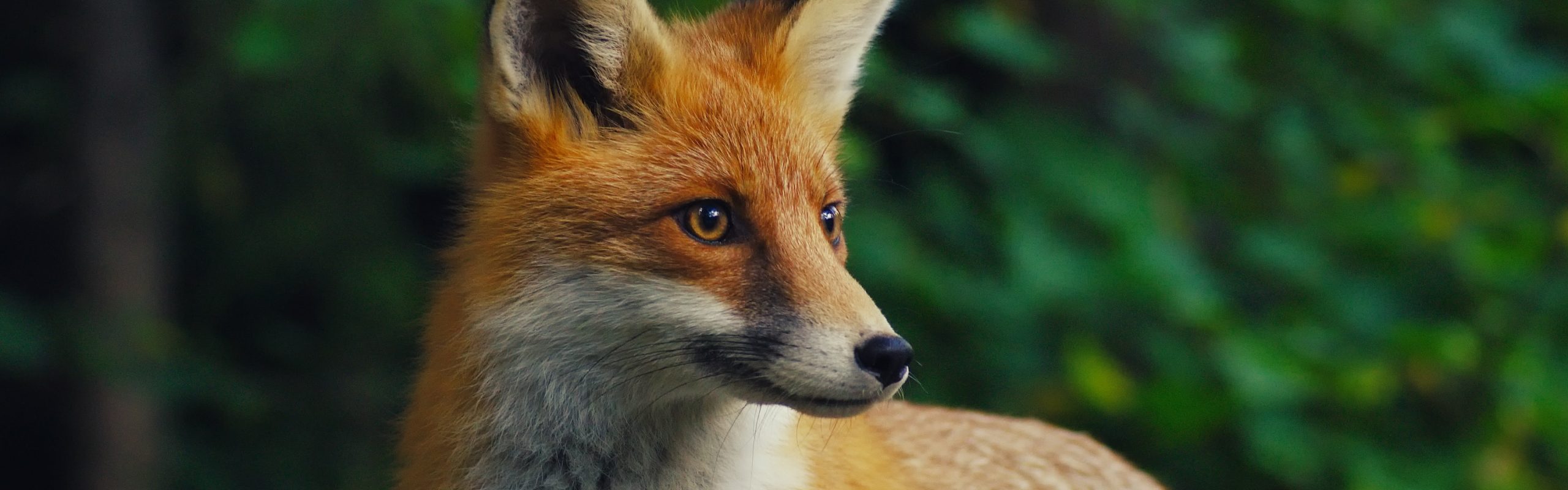 Red Fox (Vulpes vulpes) – FaunaFocus