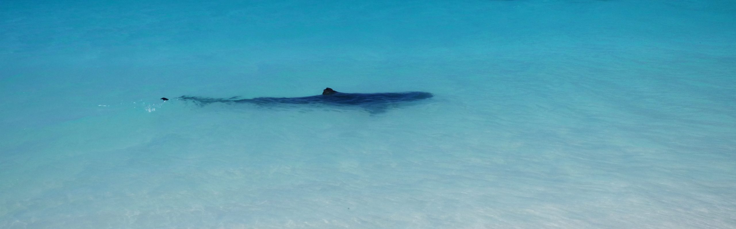 Tiger Shark (Galeocerdo cuvier) – FaunaFocus