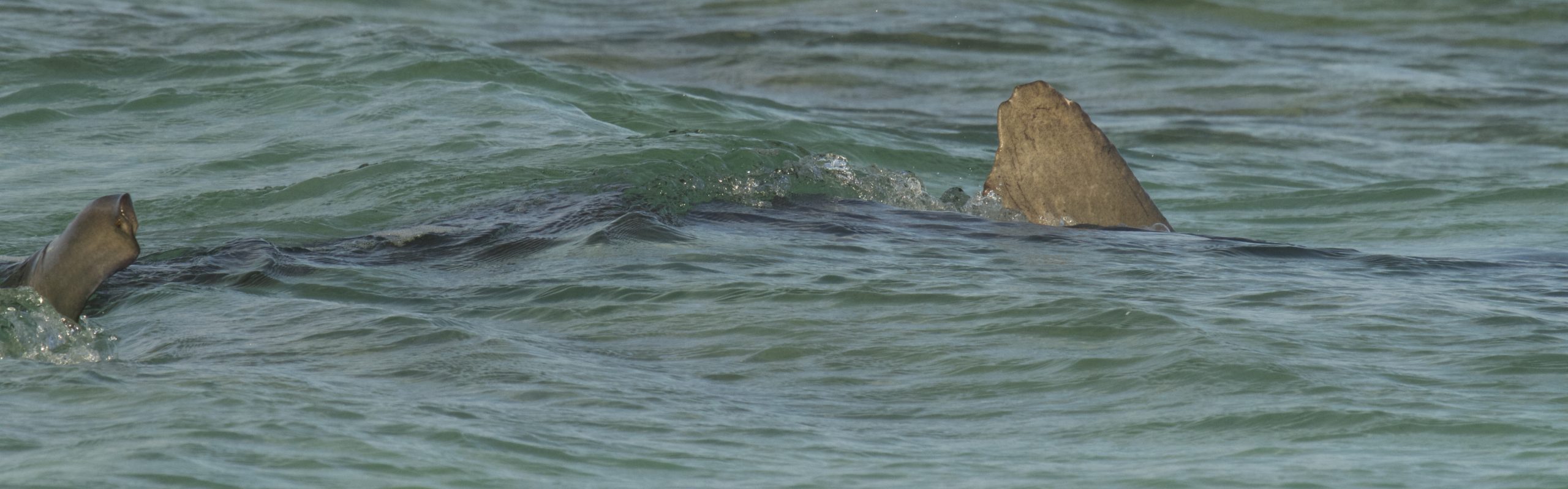 Tiger Shark (Galeocerdo cuvier) – FaunaFocus