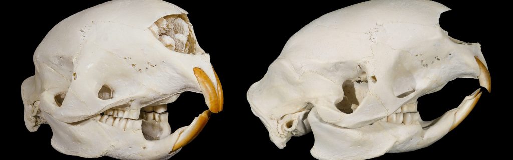 Crested Porcupine (Hystrix cristata) – FaunaFocus