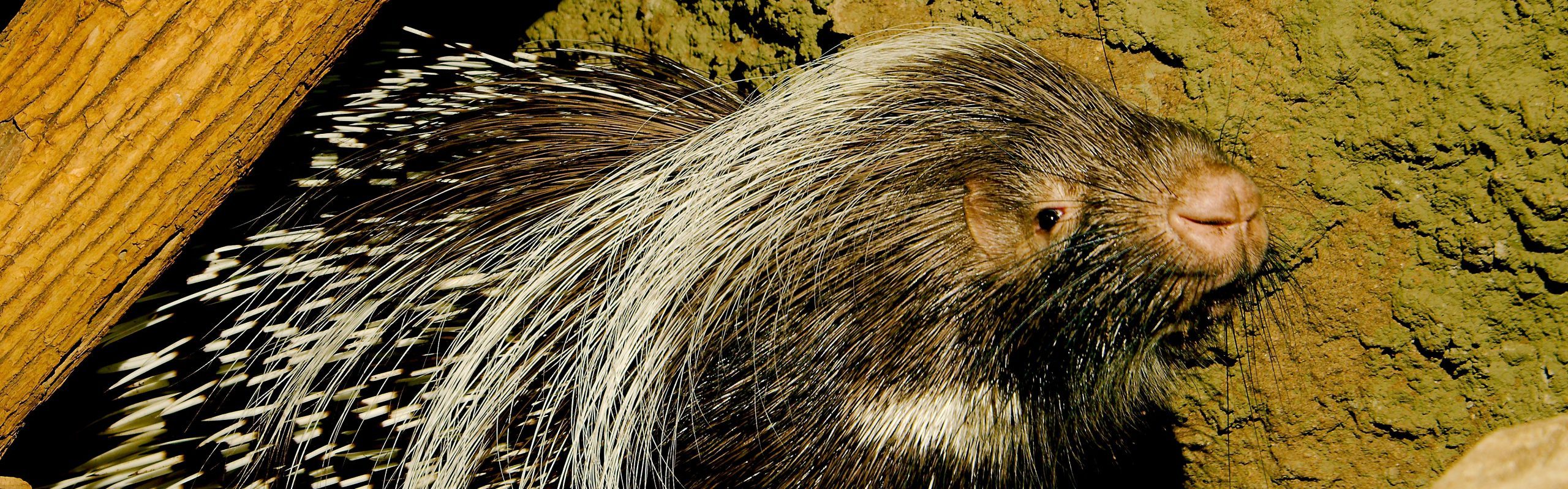 Crested Porcupine (Hystrix cristata) – FaunaFocus