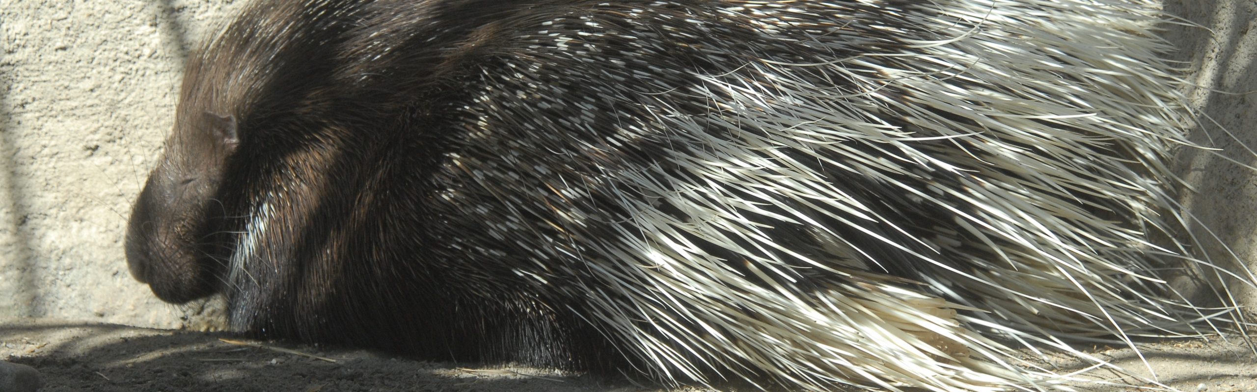 Crested Porcupine (Hystrix cristata) – FaunaFocus