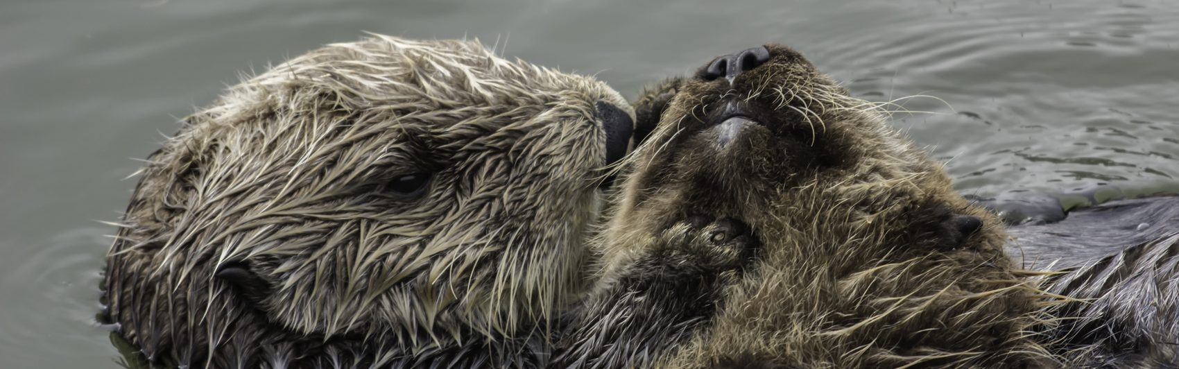 Sea Otter (Enhydra lutris) – FaunaFocus
