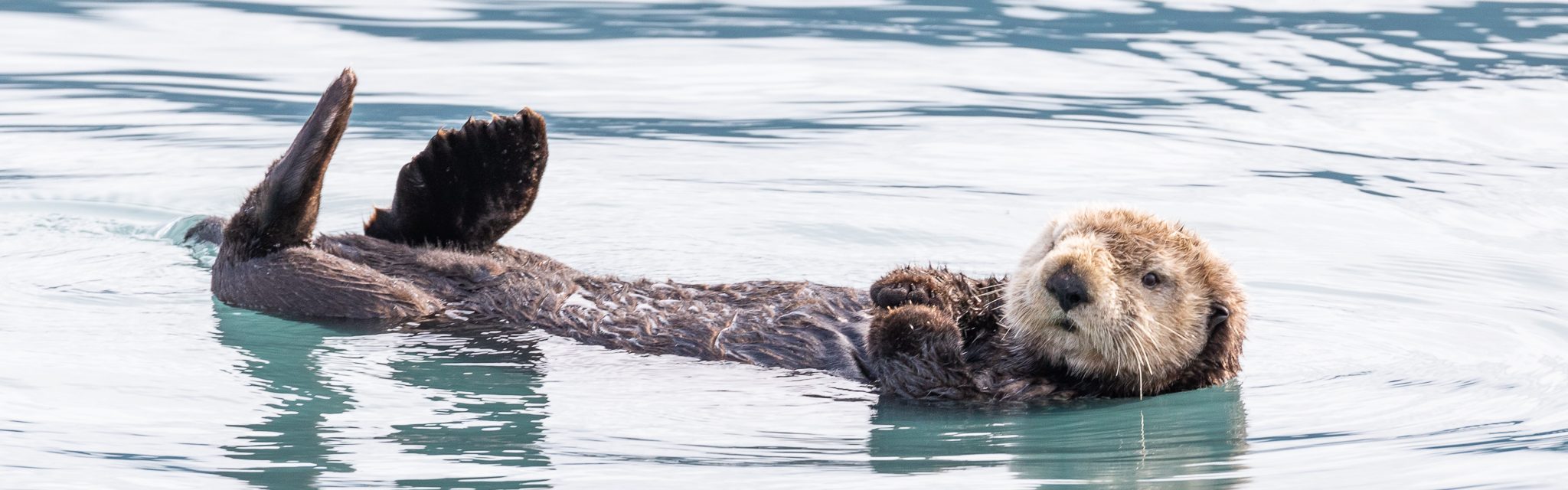 Sea Otter (Enhydra lutris) – FaunaFocus