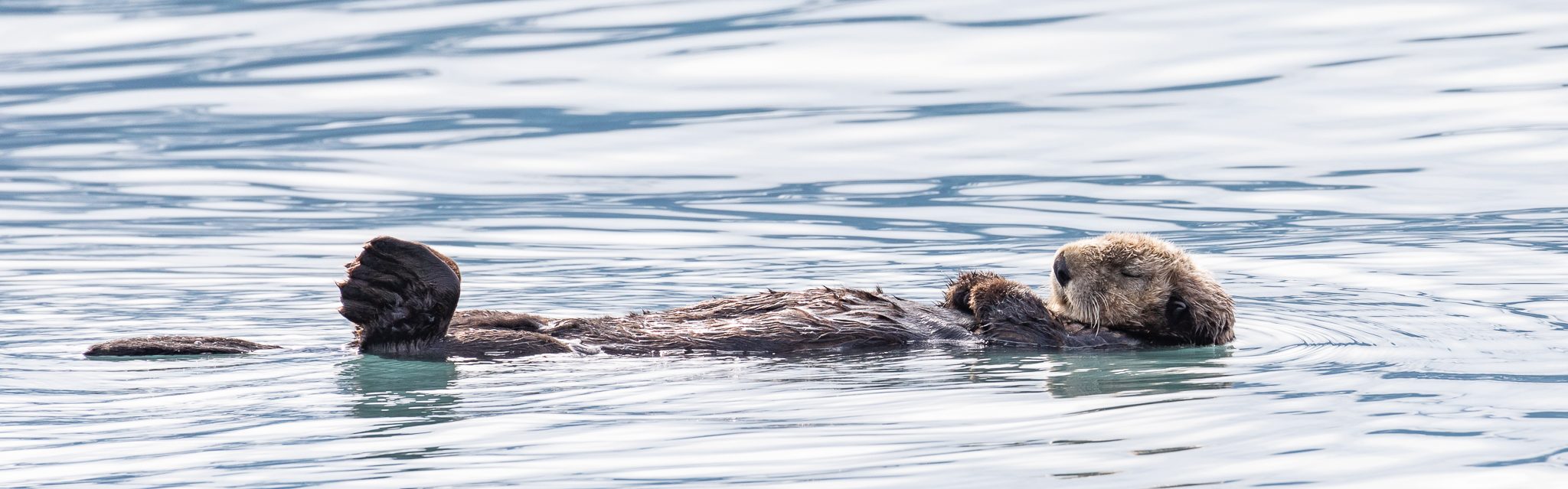 Sea Otter (Enhydra lutris) – FaunaFocus