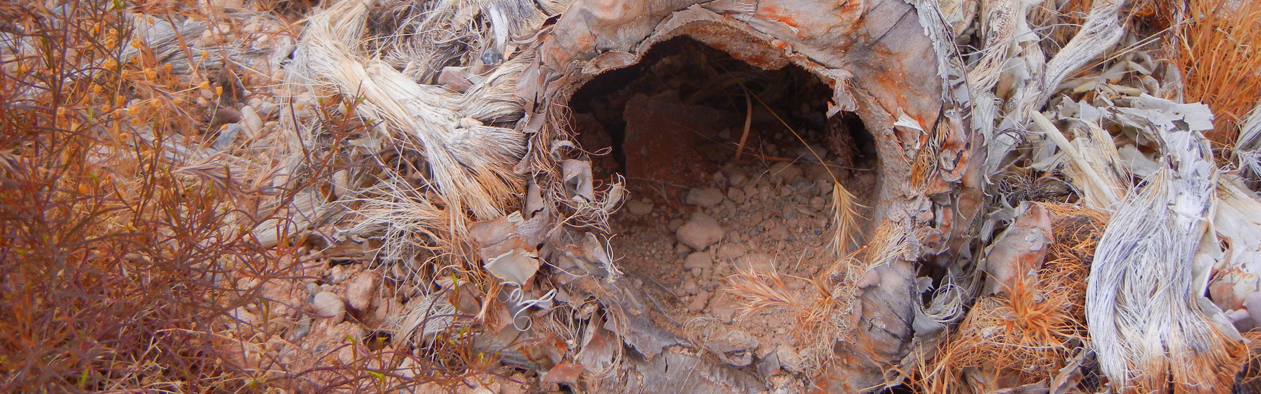 Southern Grasshopper Mouse (Onychomys torridus) – FaunaFocus