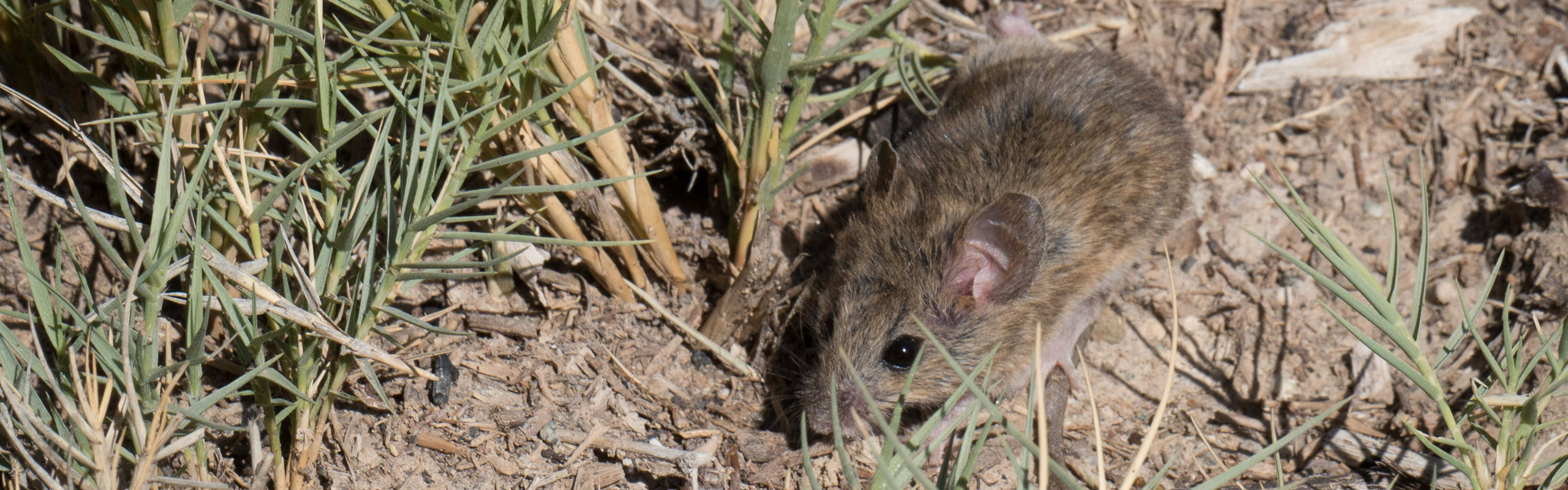 Southern Grasshopper Mouse (Onychomys torridus) – FaunaFocus