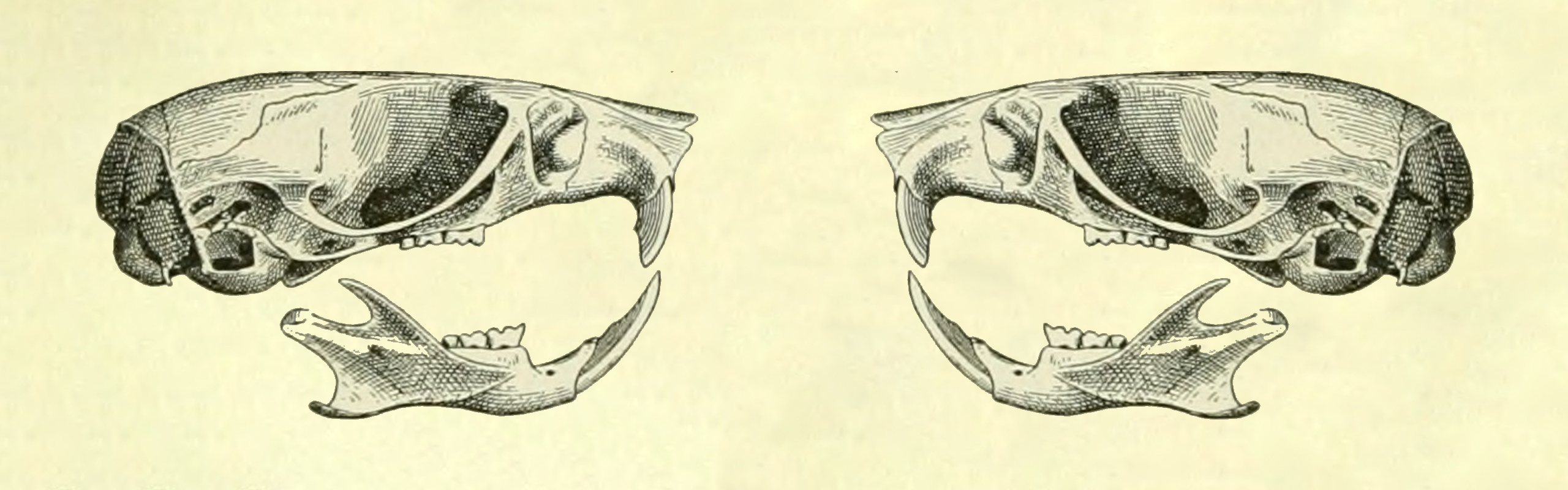 Southern Grasshopper Mouse (Onychomys torridus) – FaunaFocus