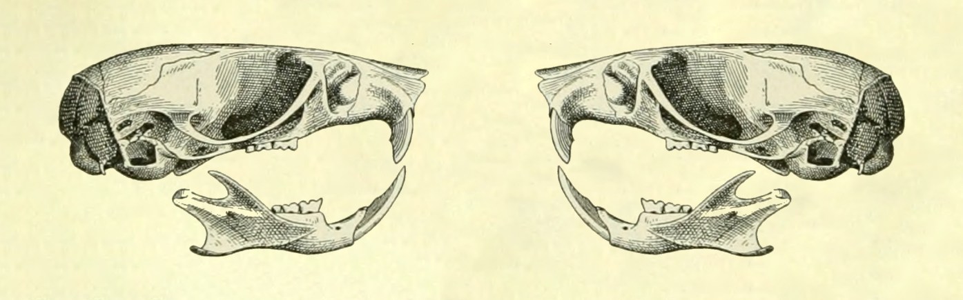 Southern Grasshopper Mouse (Onychomys torridus) – FaunaFocus