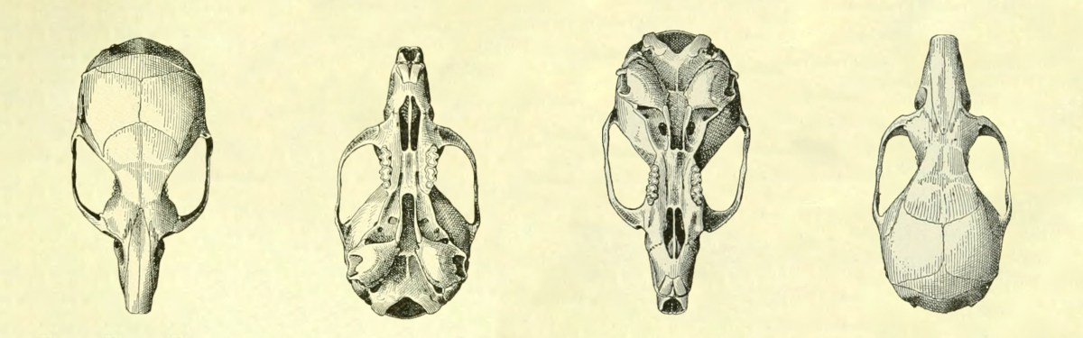 Southern Grasshopper Mouse – FaunaFocus