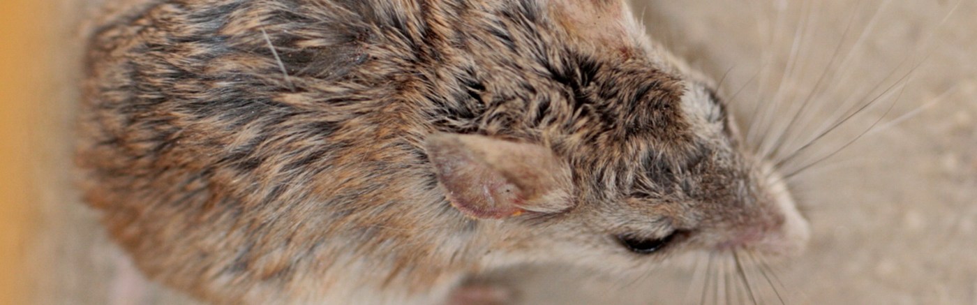 Southern Grasshopper Mouse (Onychomys torridus) – FaunaFocus
