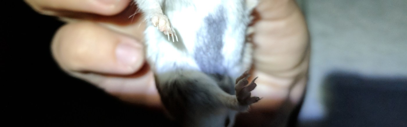 Southern Grasshopper Mouse (Onychomys torridus) – FaunaFocus
