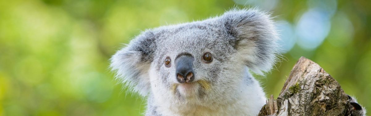 Koala Host Train: Schedule – FaunaFocus