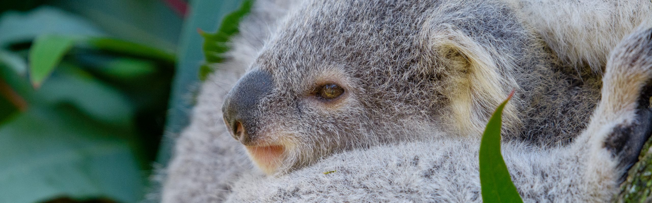 Koala (Phascolarctos cinereus) – FaunaFocus
