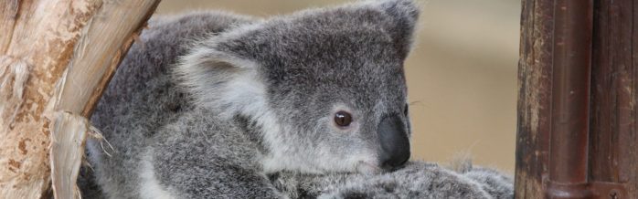 Koala (Phascolarctos cinereus) – FaunaFocus