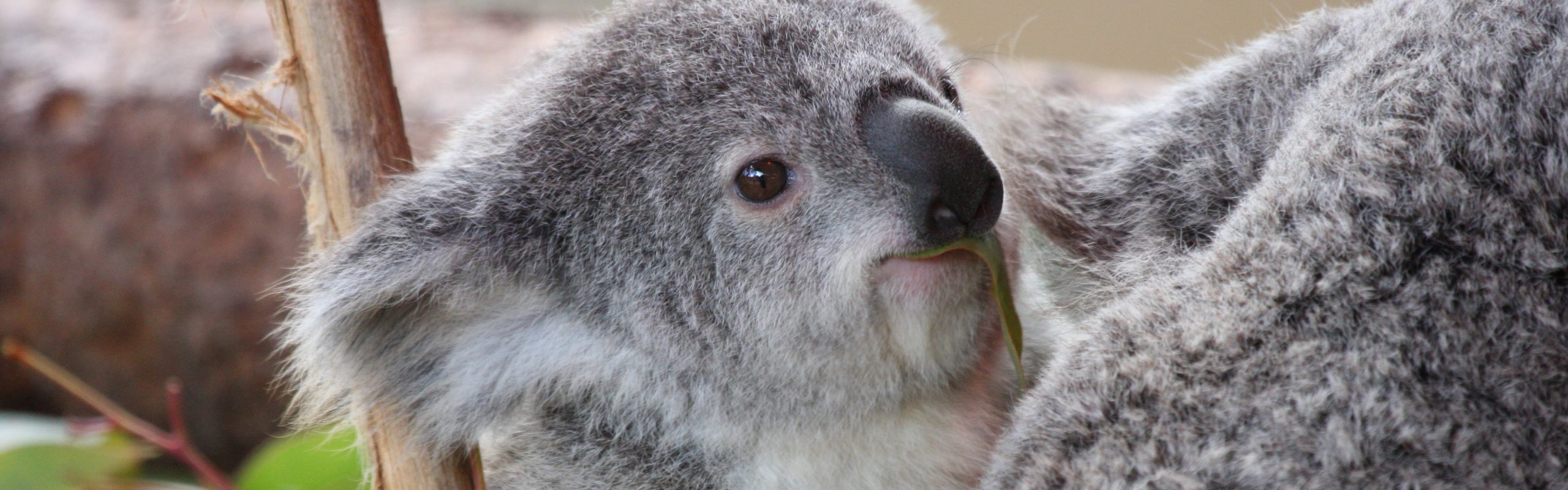 Koala (Phascolarctos cinereus) – FaunaFocus