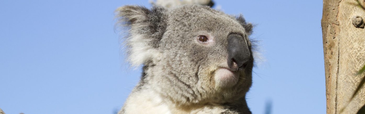 Koala (Phascolarctos cinereus) – FaunaFocus