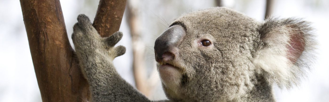 Koala (Phascolarctos cinereus) – FaunaFocus