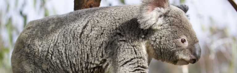 Koala (Phascolarctos cinereus) – FaunaFocus