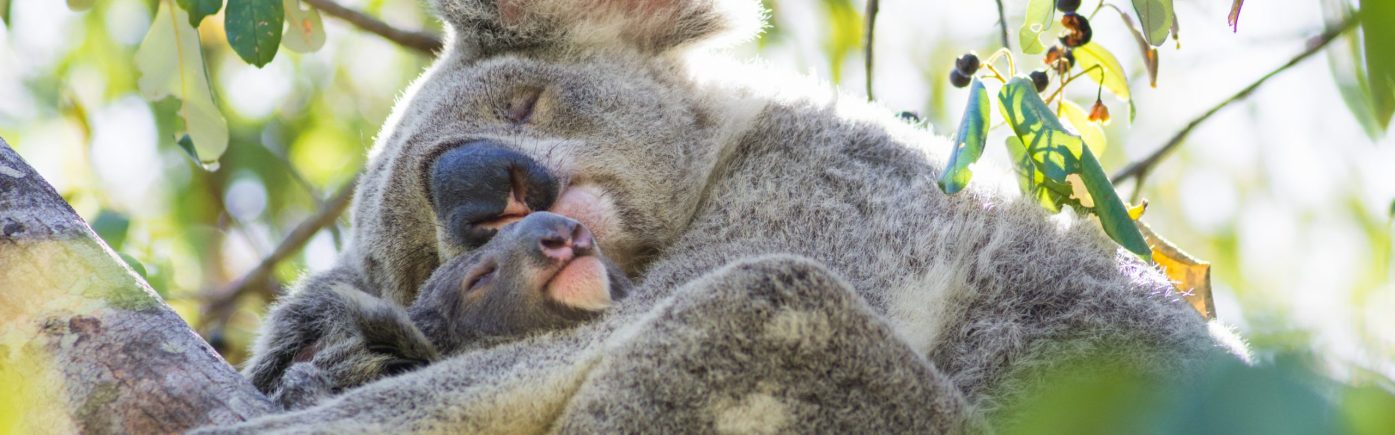 Koala (Phascolarctos cinereus) – FaunaFocus