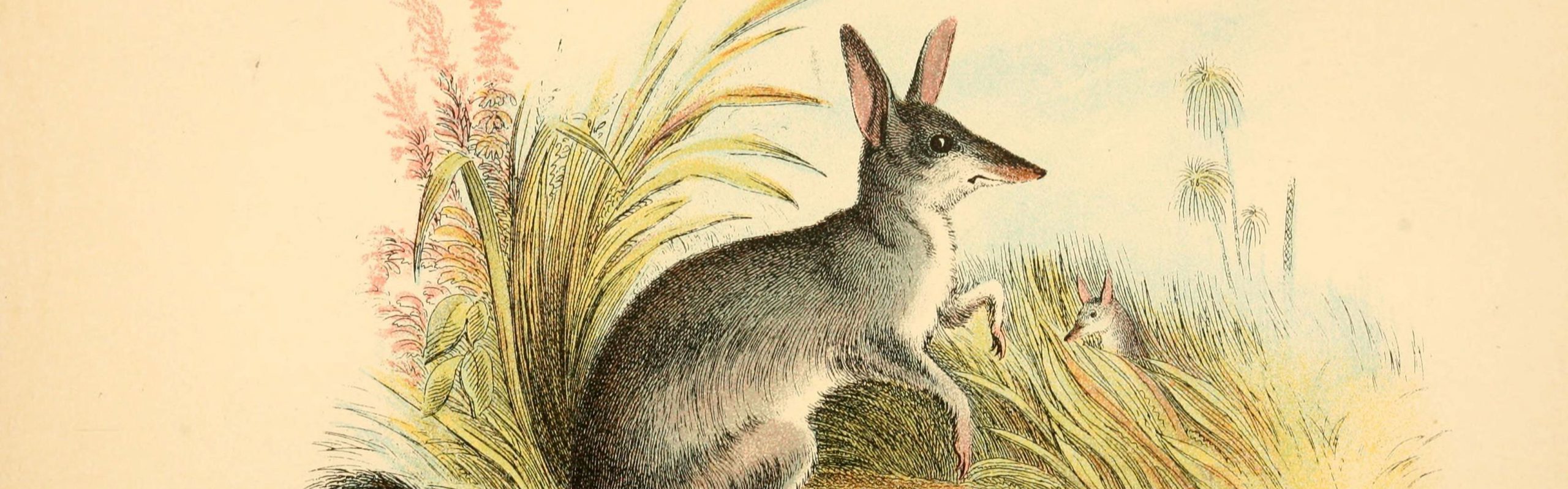 Bilby (Macrotis lagotus) – FaunaFocus