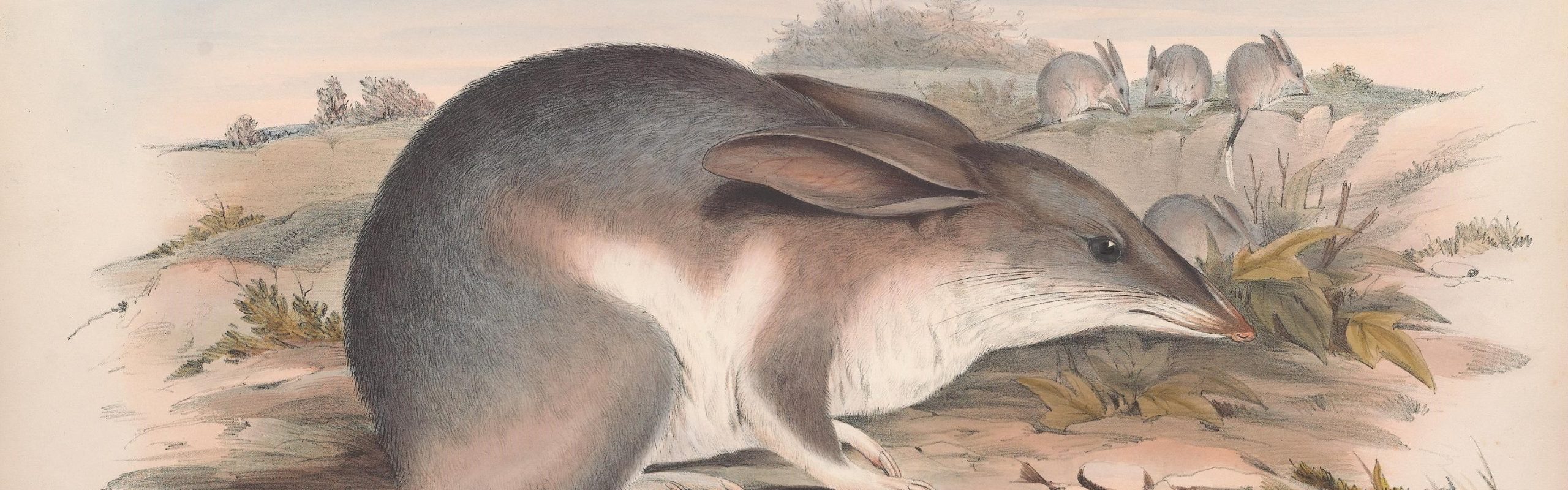 Bilby (Macrotis lagotus) – FaunaFocus