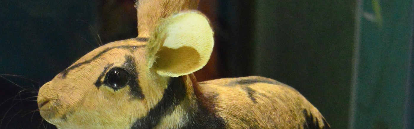 Annamite Striped Rabbit (Nesolagus timminsi) – FaunaFocus